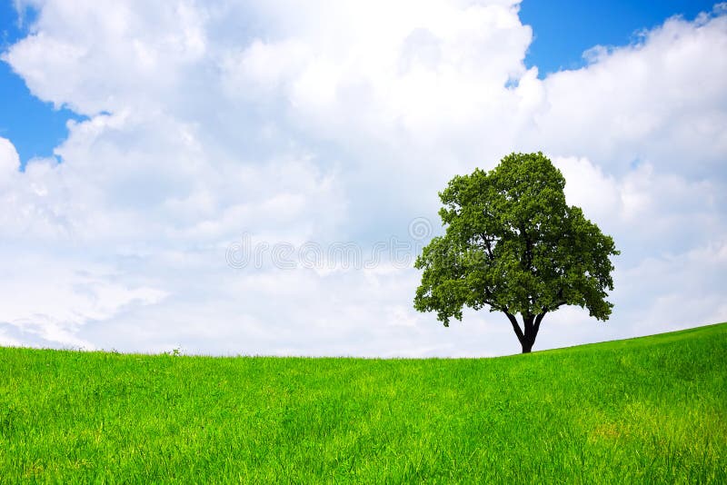 Green environment stock photo. Image of natural, meadow - 26768396