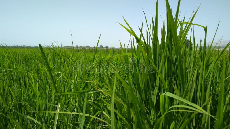 Sirdarya environment stock photo. Image of sirdarya - 123790388