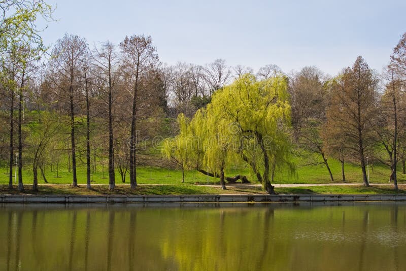 Green Environment in a Park, Bucharest Stock Photo - Image of tree ...