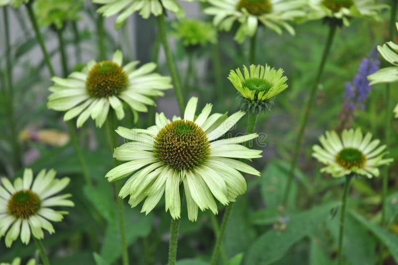 Green Envy Echinacea stock image. Image of color, flower - 88316781