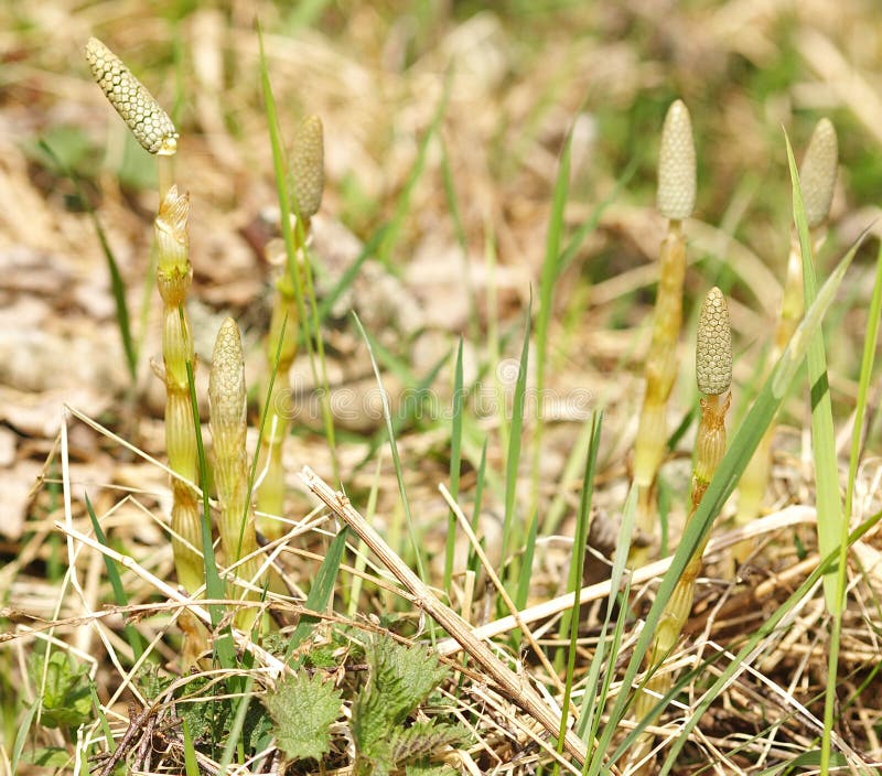 Green Equisetopsida in Spring Day Stock Photo - Image of closeup ...
