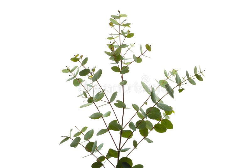Green Eucalyptus Branch Isolated Stock Image - Image of creative ... Green Eucalyptus Branch Isolated Stock Image - Image of creative ...