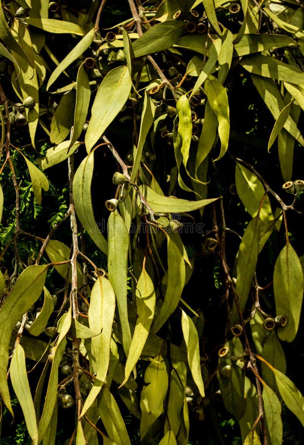 Gumtree Leaves with Flowers about To Blossom Stock Photo - Image of ...