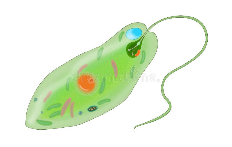 Euglena Diagram Stock Illustrations – 65 Euglena Diagram Stock ...