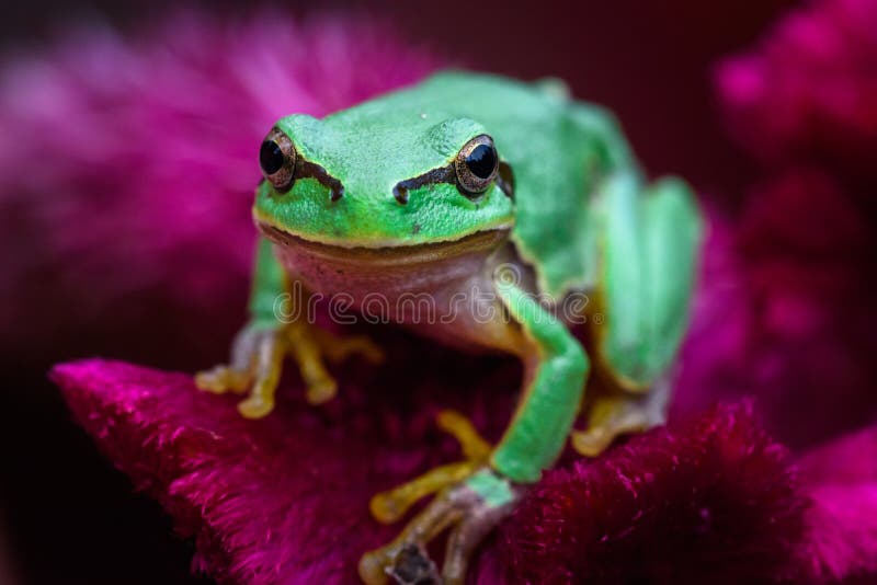 Green European Tree Frog, Hyla Orientalis Stock Photo - Image of lurk ...