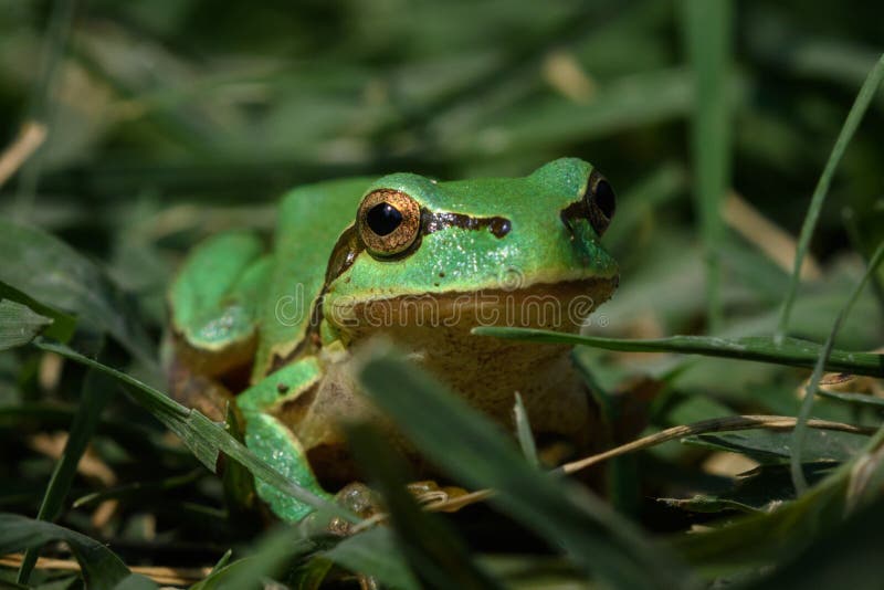 Green European Tree Frog, Hyla Orientalis Stock Photo - Image of frog ...
