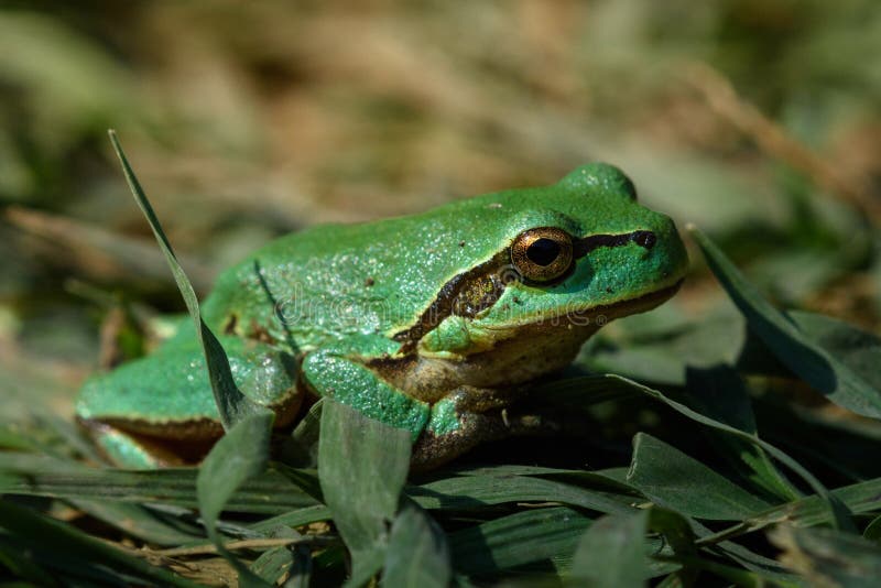 Green European Tree Frog, Hyla Orientalis Stock Photo - Image of ...