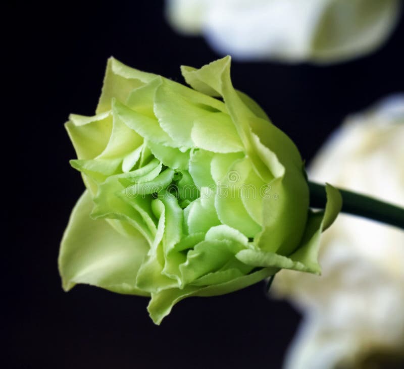 Green Eustoma Soft Real Bud Stock Photo - Image of birthday, green ...