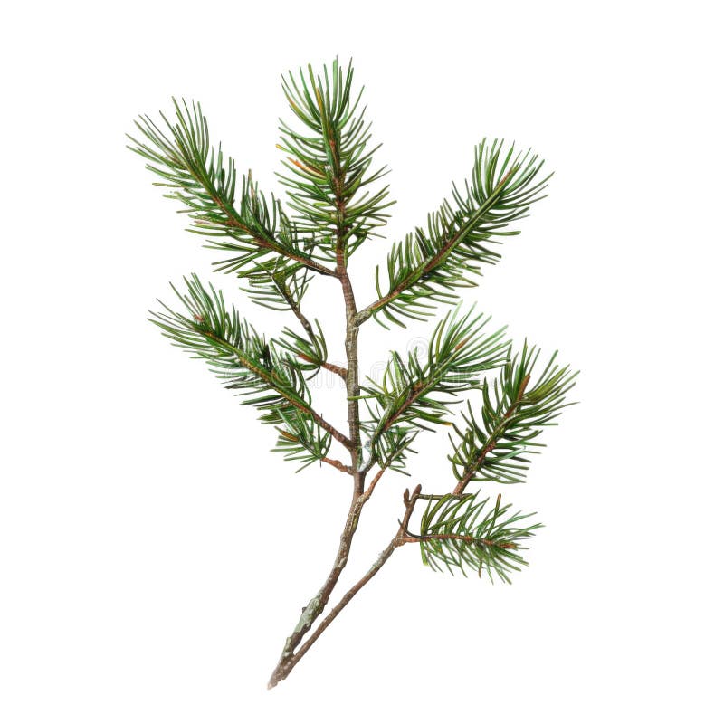 Green Evergreen Branch with Multiple Sprays Stock Image - Illustration ...