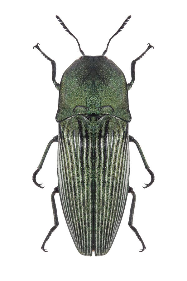 Green Exotic Click Beetleson a White Background Stock Image - Image of ...