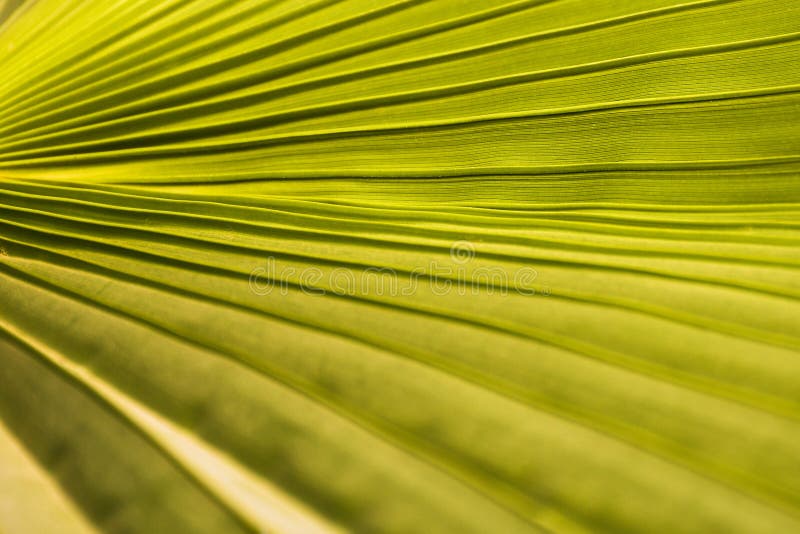 Green Exotic Palm Tree Leave Stripe Surface Pattern and Texture Stock ...