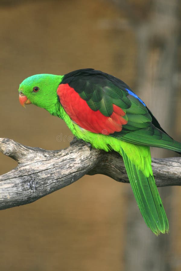 Brazilian parrot stock photo. Image of brasil, green, yellow - 2319538