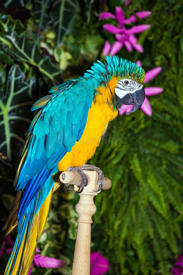 Green exotic parrot stock image. Image of portrait, nature - 78441019