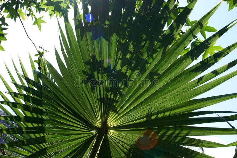 Green Exotic House Plants in Soil on Table Stock Image - Image of leafy ...