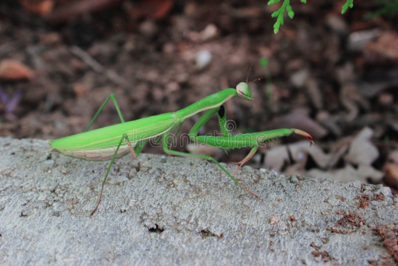 The Green Exotic Praying Mantis Standing for a New Hunt Stock Photo ...