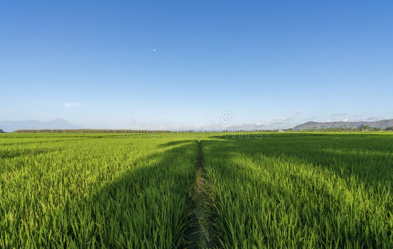 Green Expanse of Indonesian Rice Fields Stock Image - Image of ...