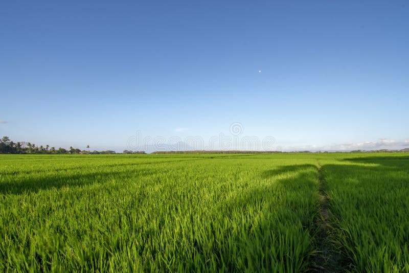 Green Expanse of Indonesian Rice Fields Stock Photo - Image of colour ...