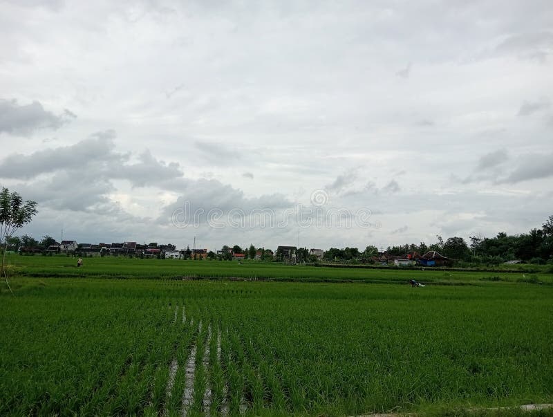 Green Expanse of Rice Fields? Stock Photo - Image of meadow, horizon ...