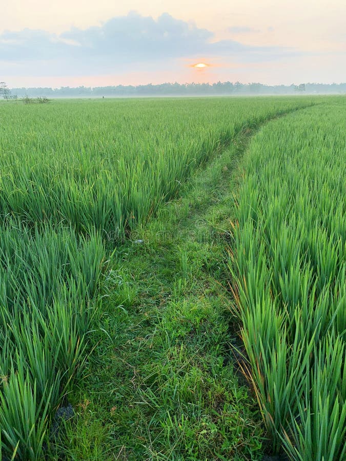 Green Expanse of Rice Fields and Morning Views of Rice Fields Stock ...