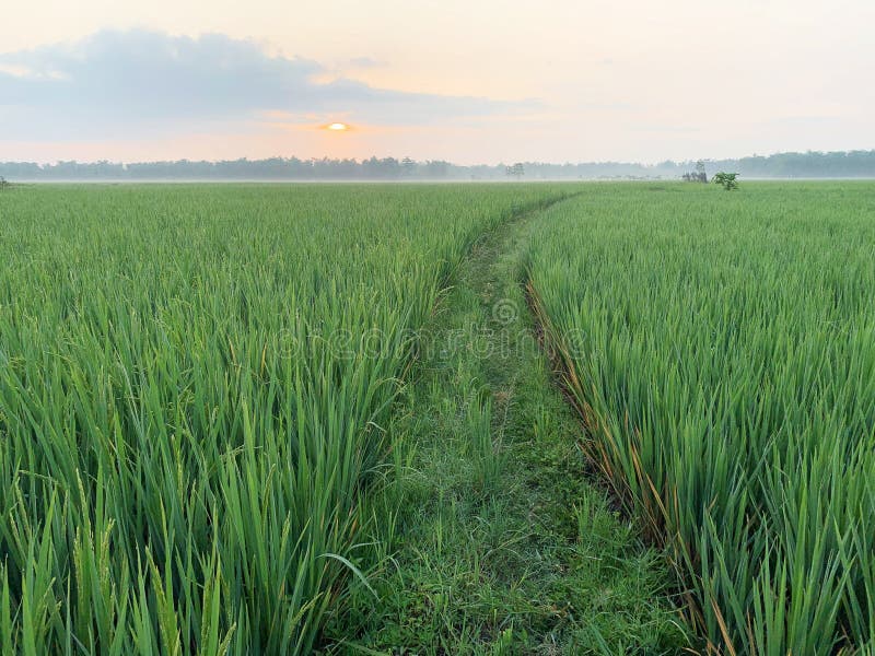 Green Expanse of Rice Fields and Morning Views of Rice Fields Stock ...