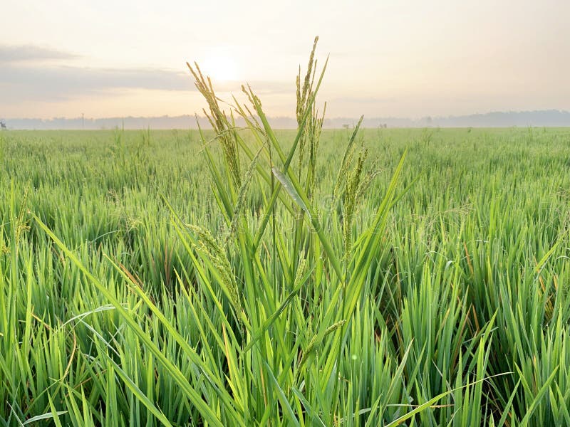 Green Expanse of Rice Fields and Morning Views of Rice Fields Stock ...