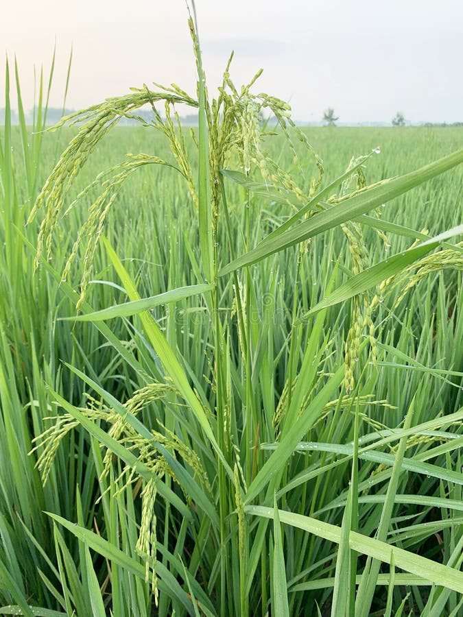 Green Expanse of Rice Fields and Morning Views of Rice Fields Stock ...