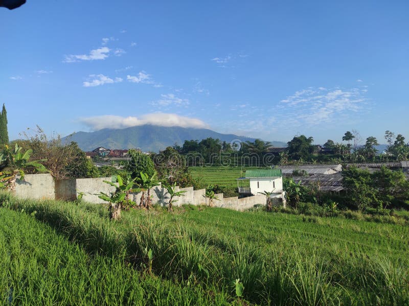 Green Expanse of Rice Fields in a Mountainous Area on a Sunny Morning ...