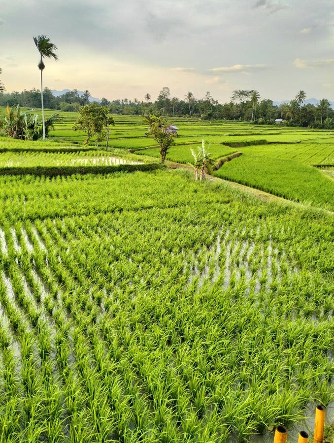 Green Expanse Rice Fields Very Soothing Stock Photos - Free & Royalty ...