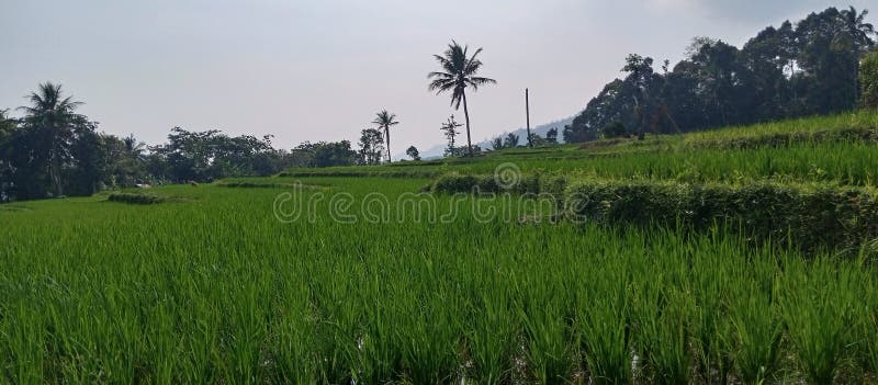 The Green Expanse of Rice Fields in the Village is Very Beautiful Stock ...