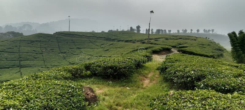 Green Expanse of Tea Tree Leaves in Tea Plantation Stock Image - Image ...