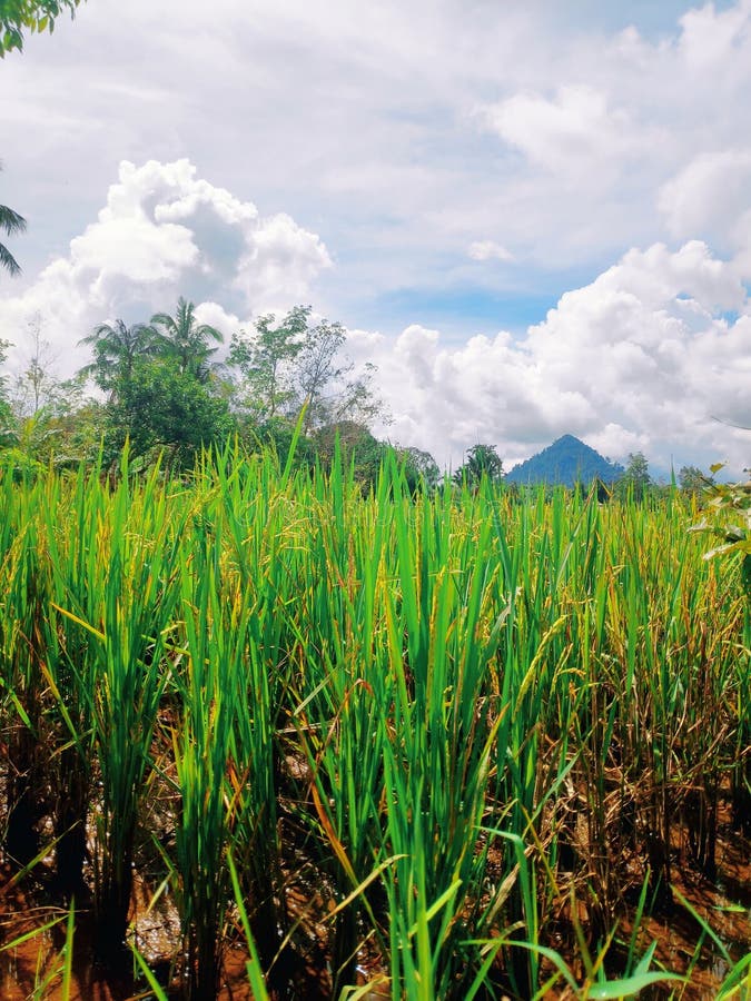 Green Expanses of Rice between the Hills Stock Photo - Image of prairie ...