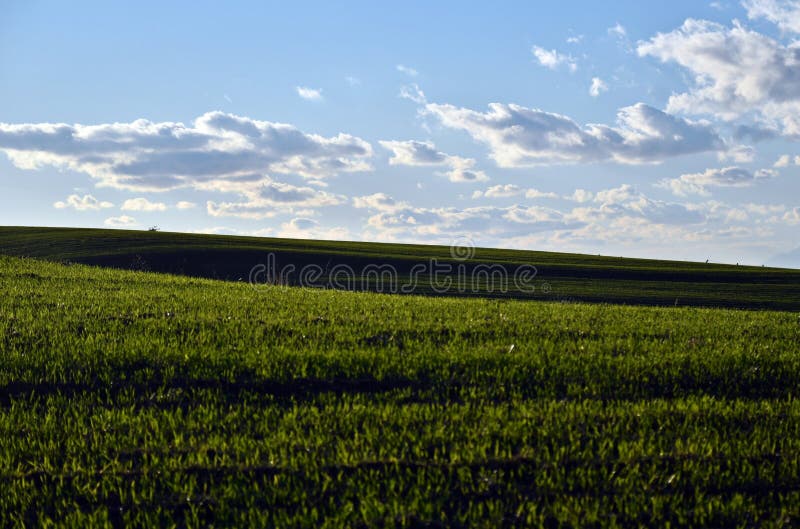 Green Expansive Fields Under the Blue Sky Stock Photo - Image of ...