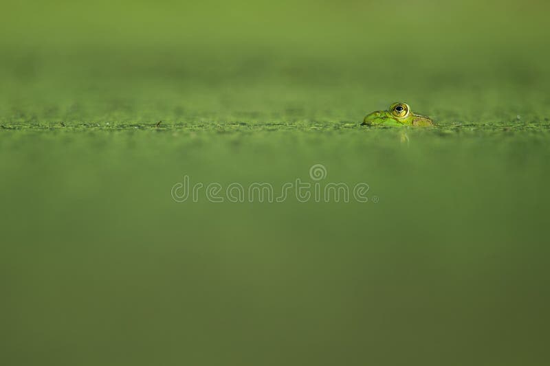 Green Eye of a Frog Peeking Under the Water Stock Image - Image of ...