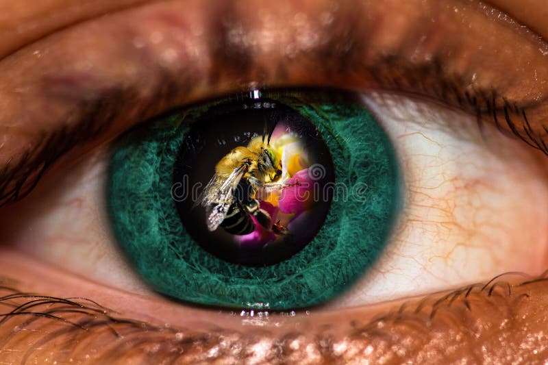 Insect Eye Anatomy Stock Illustrations – 141 Insect Eye Anatomy Stock ...