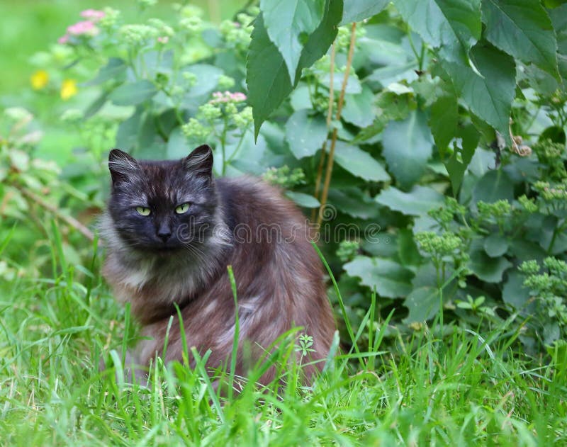 Green-eyed Fluffy Cat of Ash Color in Green Grass Stock Image - Image ...