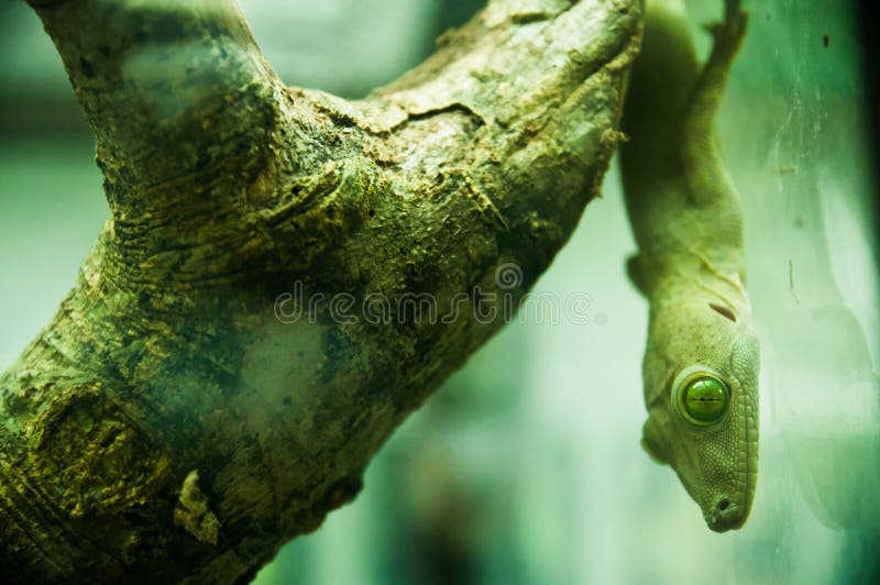 Green Eyed Gecko Hanging on Branch Stock Image - Image of object ...
