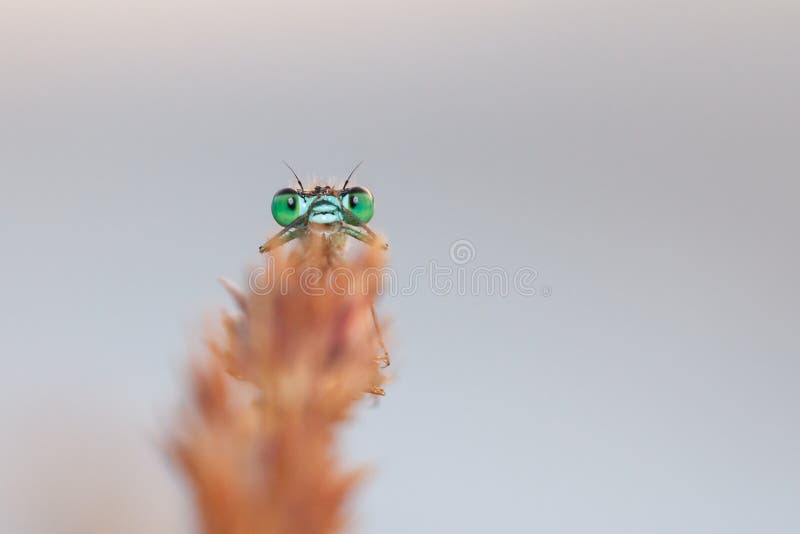 Green eyed insect stock image. Image of looks, eyes, green - 26031661