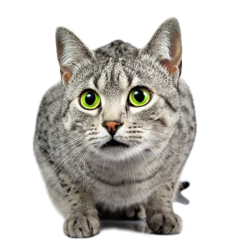 Green Eyed Spotted Cat stock photo. Image of spots, background - 28506900