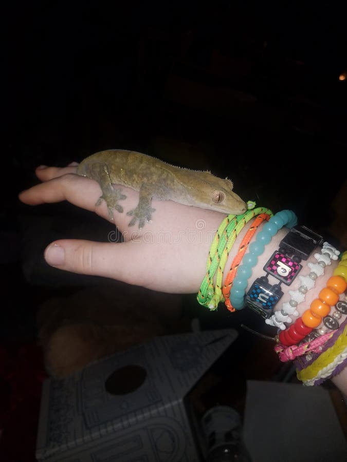 Green eyelash gecko stock photo. Image of green, lizard - 171843374