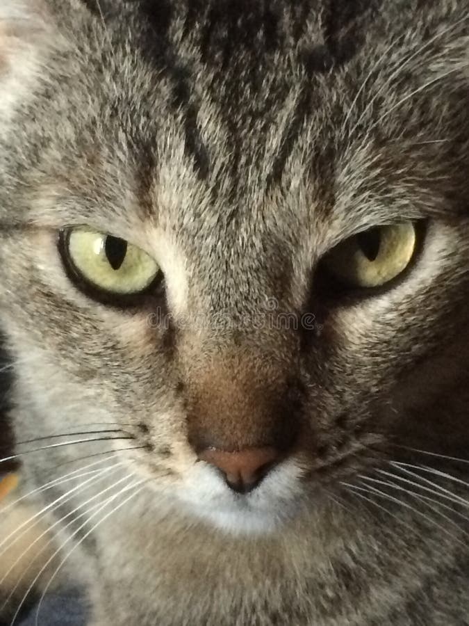 Cat Remy Stock Photos - Free & Royalty-Free Stock Photos from Dreamstime