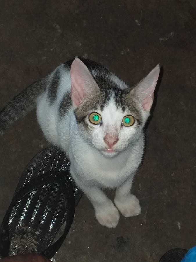 Green eyes my kooky cat stock image. Image of sketch - 179585519