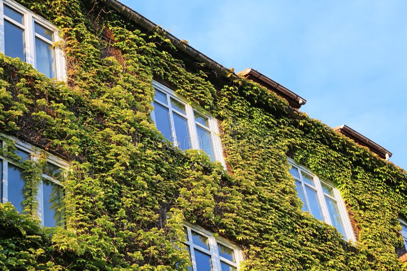Green_facade stock photo. Image of clamberer, city, apartment - 125177306
