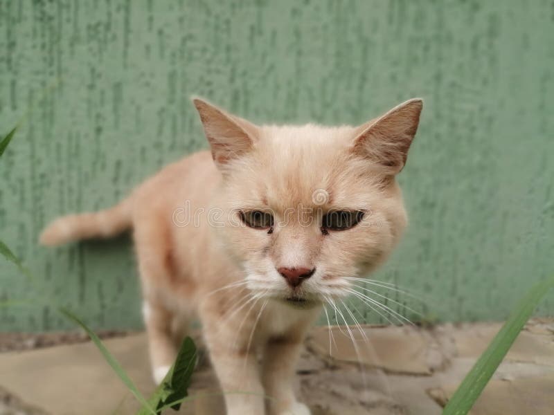 Ginger Cat Sitting and Looking at the Camera Stock Photo - Image of ...