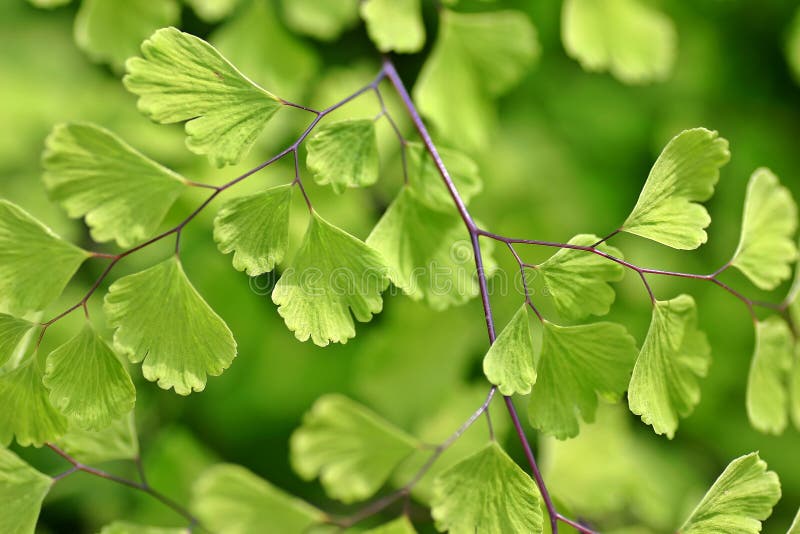 Green fairy fern stock image. Image of delicate, unique - 979471