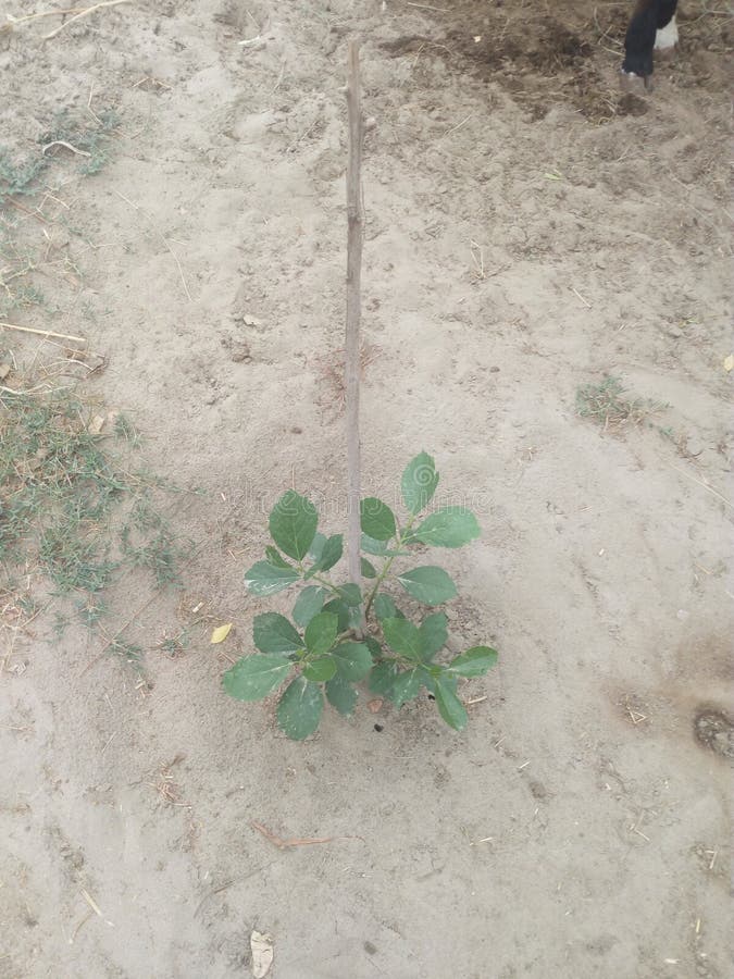 Green Falawer Stock Photos - Free & Royalty-Free Stock Photos from ...