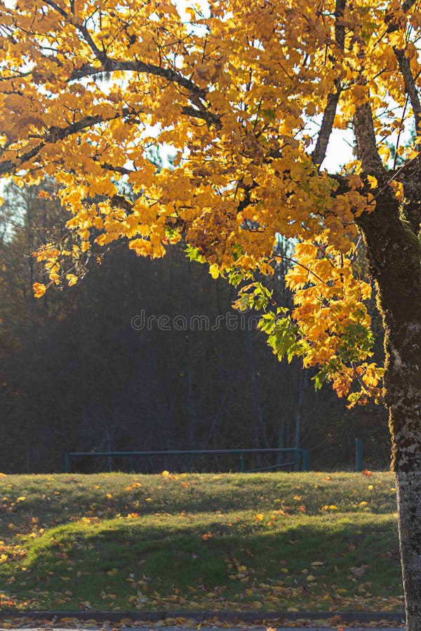 Green and Fall Colored Leaves Growing Together in Bunches on Branch ...