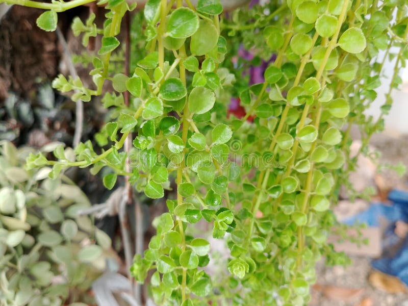Green Fall Plants in the Flower Garden Stock Photo - Image of flower ...