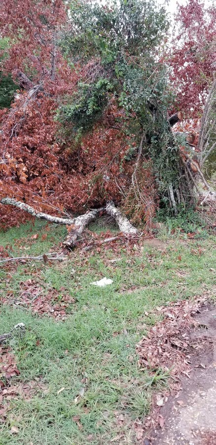 Green fall stock image. Image of green, branches, fall - 162555545