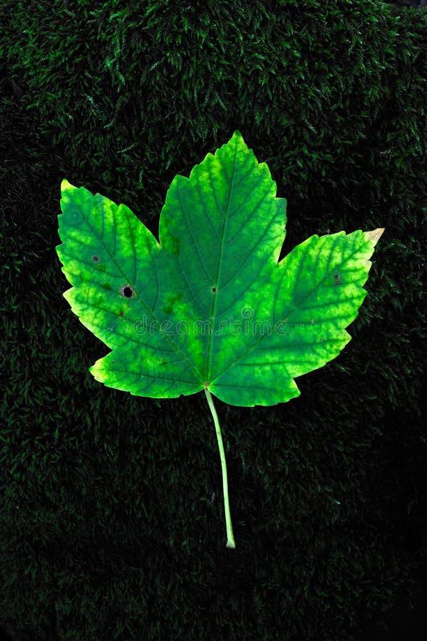 Green fallen leaf stock photo. Image of overcast, leave - 135116624