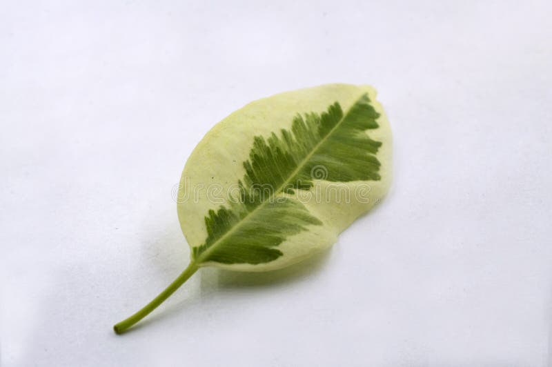 Green fallen leaf stock photo. Image of overcast, leave - 135116624